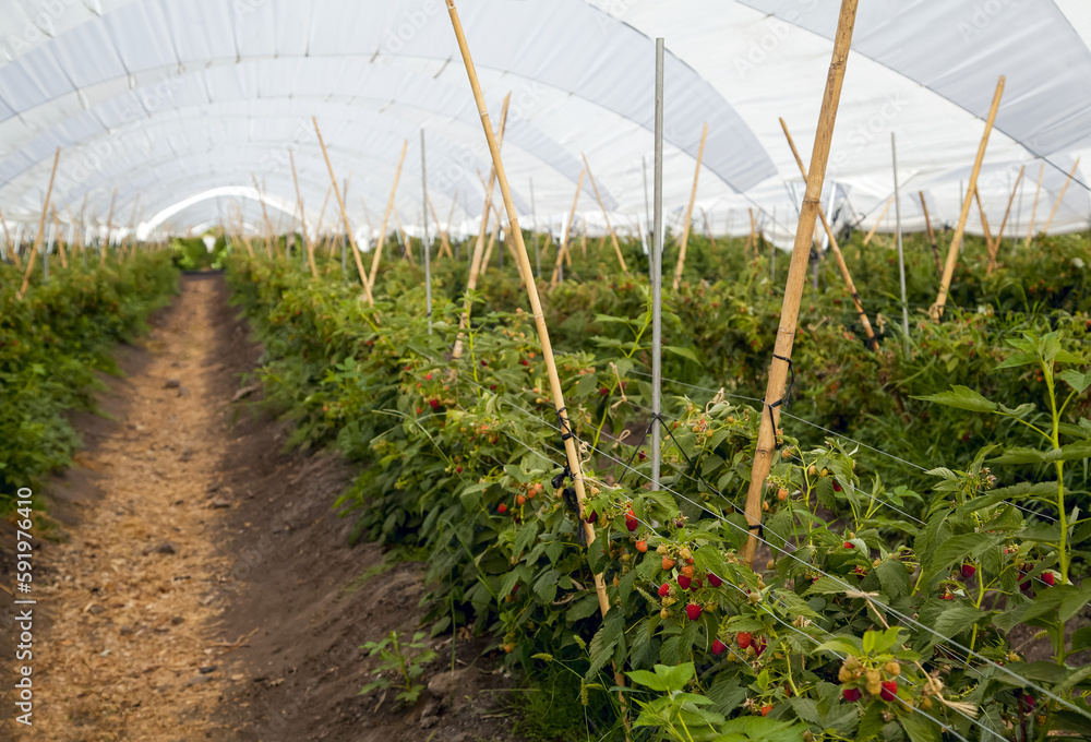 Rows of red raspberries (varying stages of ripeness) in a shade house ...