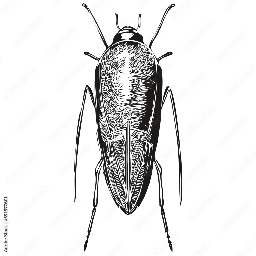 bug sketches, outline with transparent background, hand drawn ...