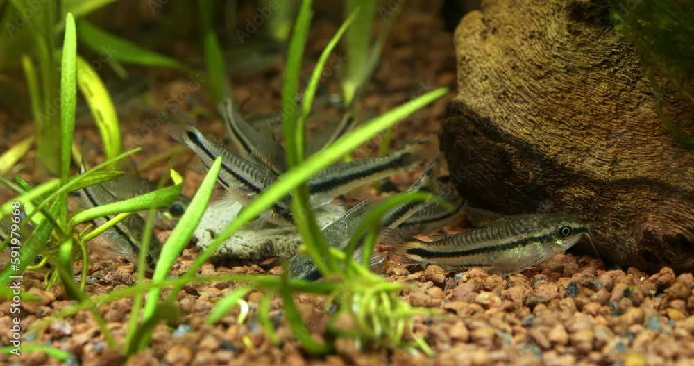 Otocinclus affinis and Corydoras pygmaeus fishes eating algae wafer in ...
