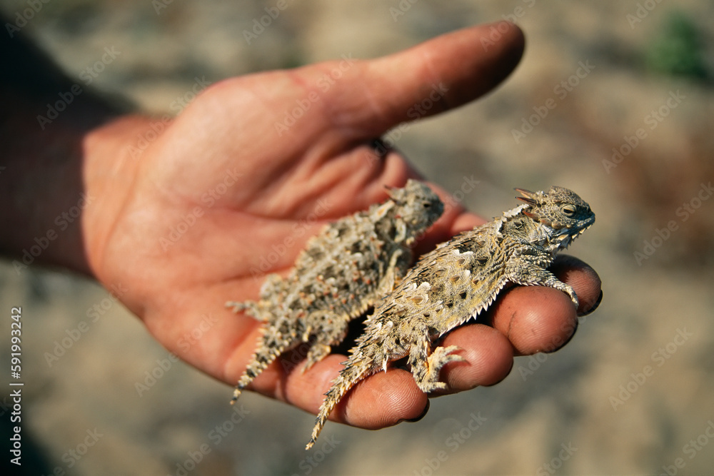 California coast horned lizards (Phrynosoma coronatum frontale) rest in ...