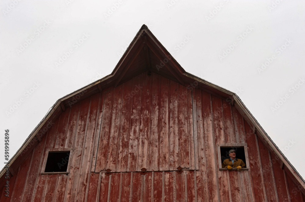 Man looks out the window of an old red barn; Dunbar, Nebraska, United ...