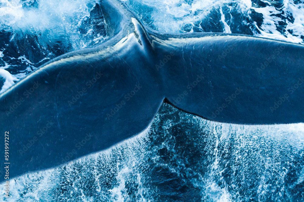Fluke of a Right Whale (Eubalaena australis) making splashes ...