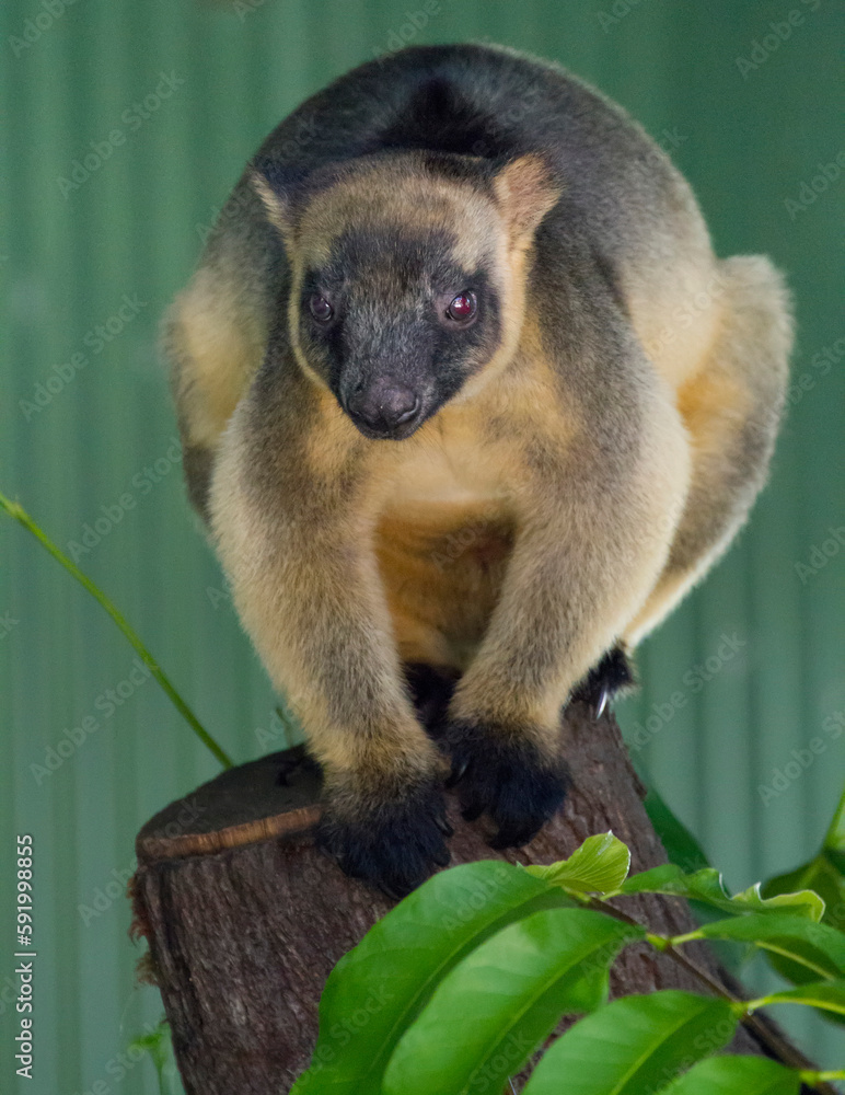Portrait of a Tree-kangaroo (Dendrolagus sp.) resting on a tree stump ...
