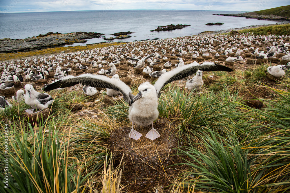 Foto de Black-browed albatross (Thalassarche melanophris) extends its ...