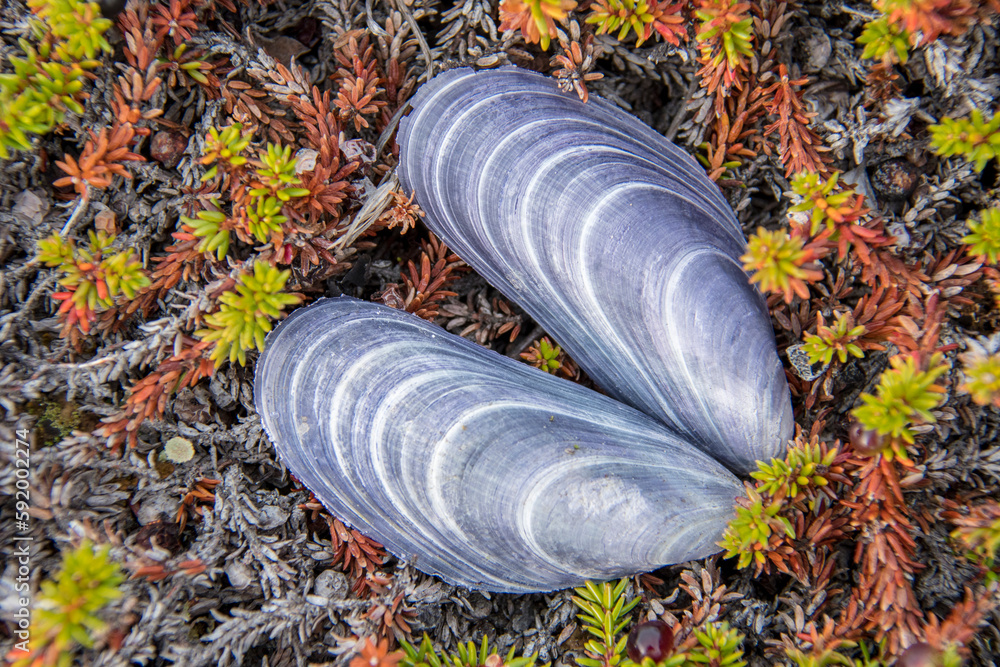 Mussel shell on tundra vegetation; Ilulissat, Greenland Stock Photo ...