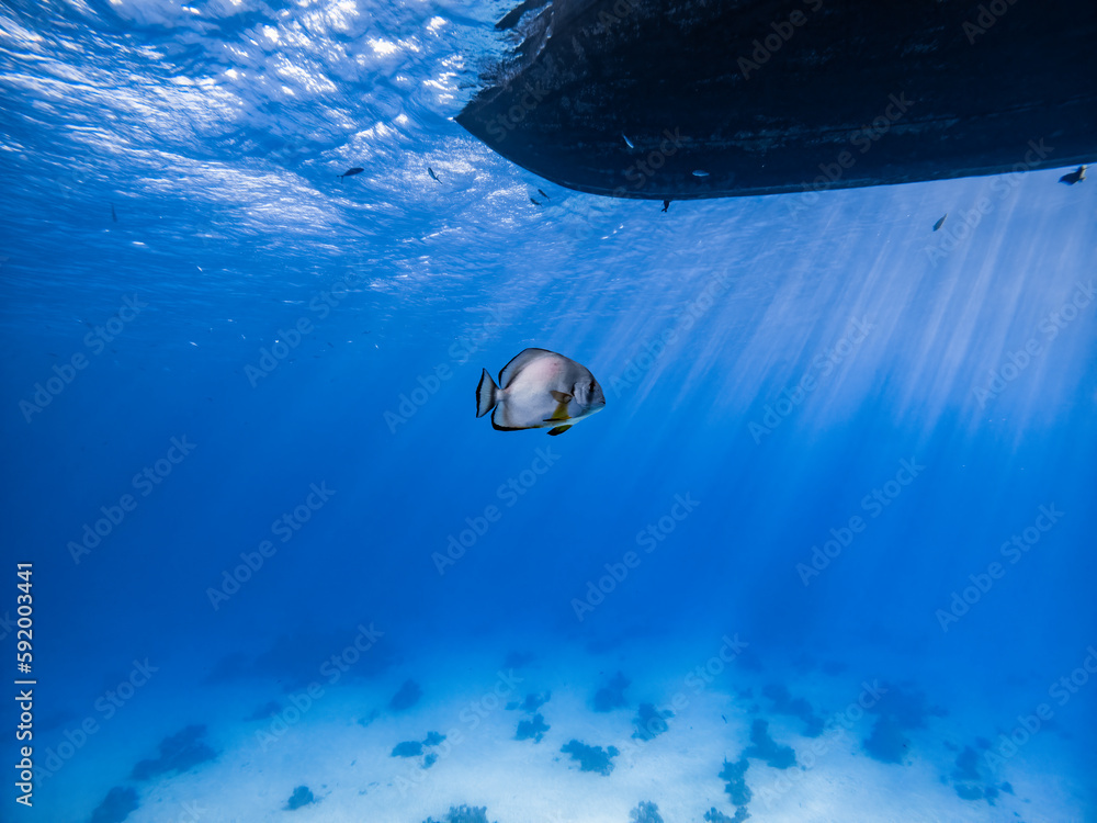 Underwater scene with orbicular batfish swimming under boat and coral ...
