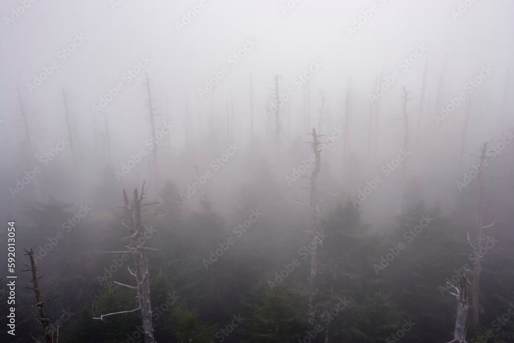 Dead trees in the mist at Clingmans Dome in Great Smoky Mountains ...