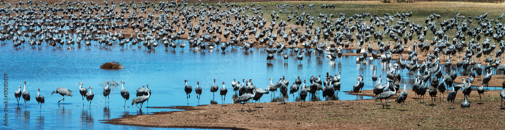 Sandhill Cranes (Grus Canadensis), Whitewater Draw; Arizona, United ...