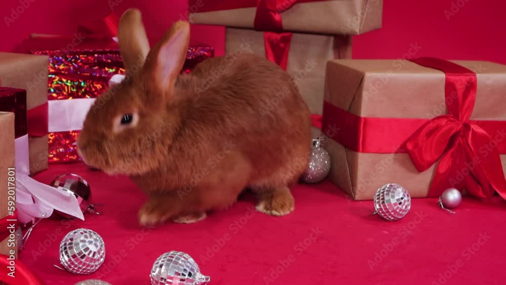 Vidéo Stock Red rabbit next to Christmas gifts on a red background ...