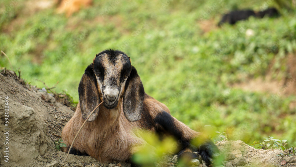 Bangladeshi advanced goat breed. The Bangladeshi advanced goat breed ...