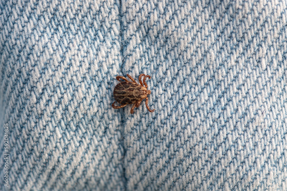 Dermacentor reticulatus - Ornate cow tick - Ornate dog tick - Ixode ...