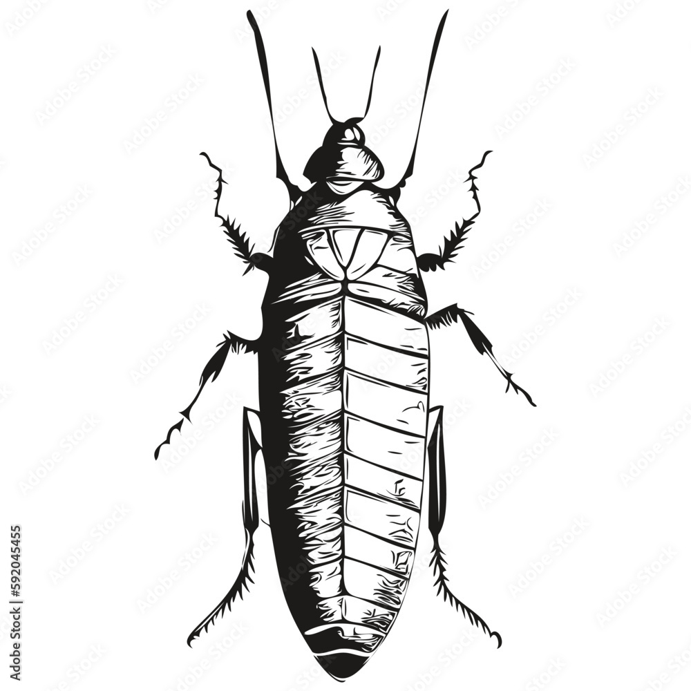cockroach sketches, outline with transparent background, hand drawn ...
