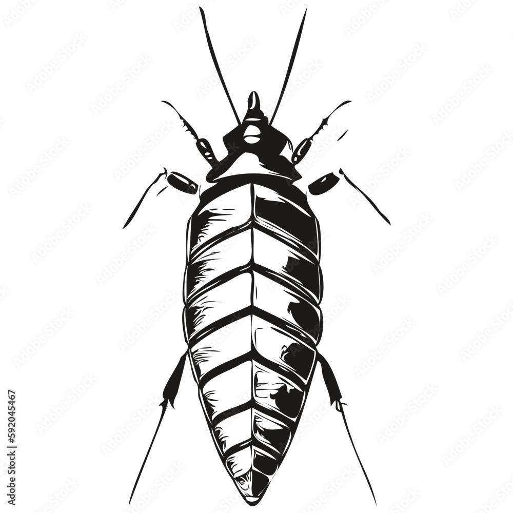 cockroach vector illustration line art drawing black and white ...