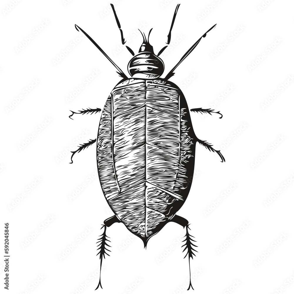 Vintage engrave isolated cockroach illustration cut ink sketch ...