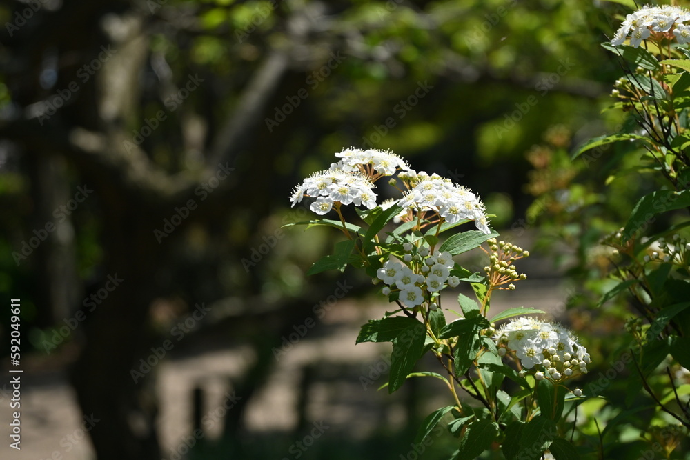 Reeves spirea ( Spiraea cantoniensis ) flowers. Rosaceae deciduous ...