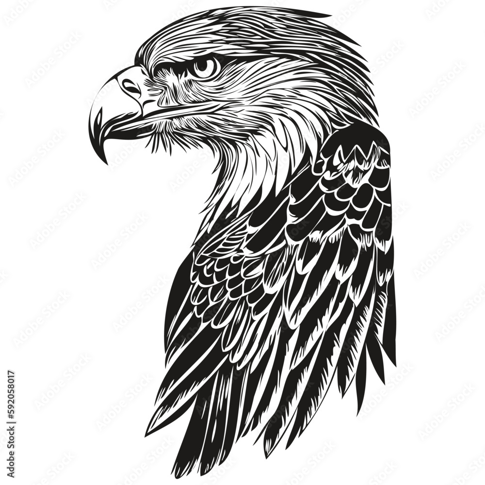 eagle sketches, outline with transparent background, hand drawn ...