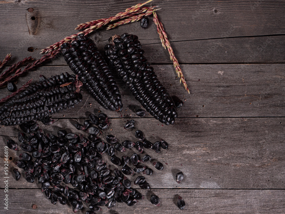 Detail of black corn kernels with whole ears and corn flowers, top view ...