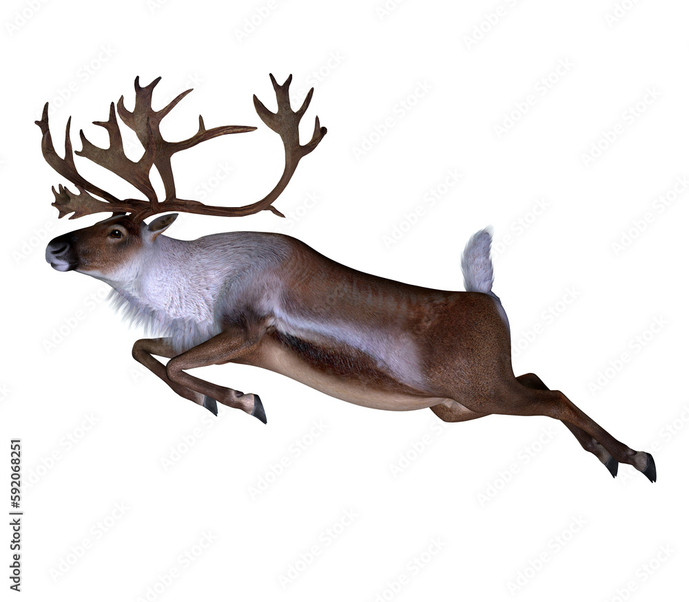 Caribou Bull Jumping - The Caribou deer also called a reindeer lives in ...