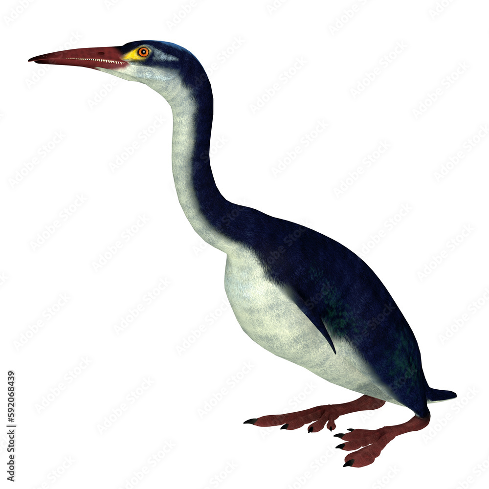 Hesperornis Aquatic Bird - Hesperornis is a genus of flightless aquatic ...