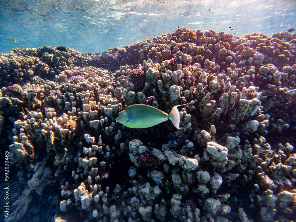 Underwater scene with Naso fish / unicornfish / surgeonfish ...