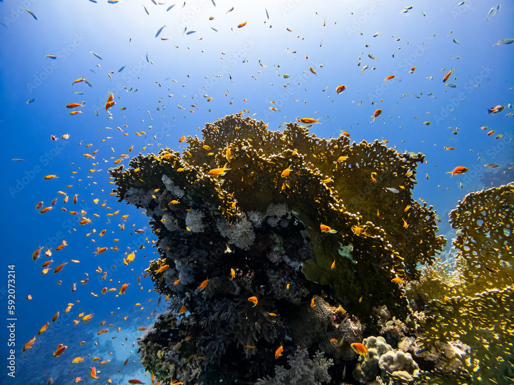 Underwater scene with exotic fishes and coral reef of the Red Sea Stock ...