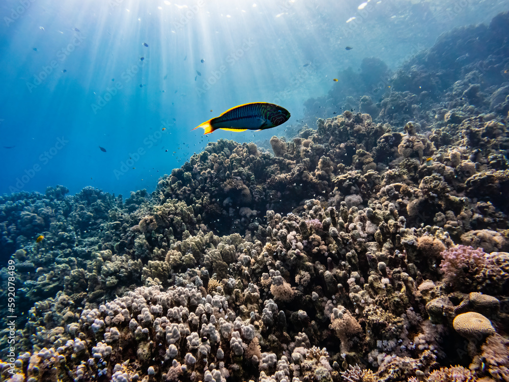 Underwater scene with exotic fishes and coral reef of the Red Sea Stock ...