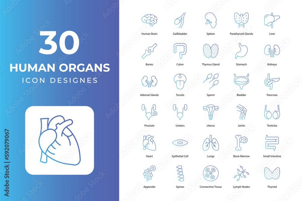 Human Organs Icons Collection Medical Icons Anatomy Artery Bladder