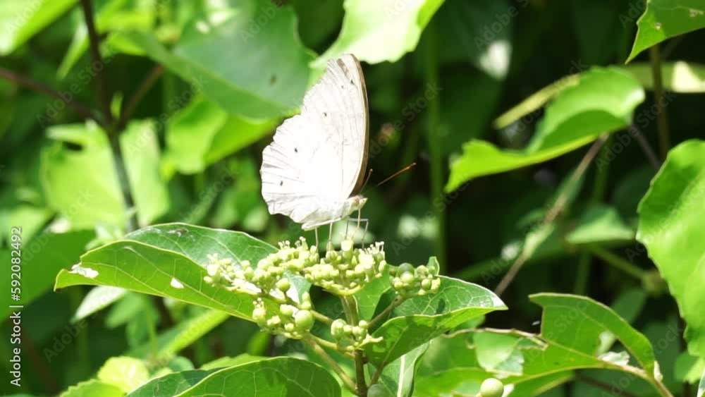 Premna foetida Reine (Daun singkil, waung, berbuas, buas-buas, ambong ...