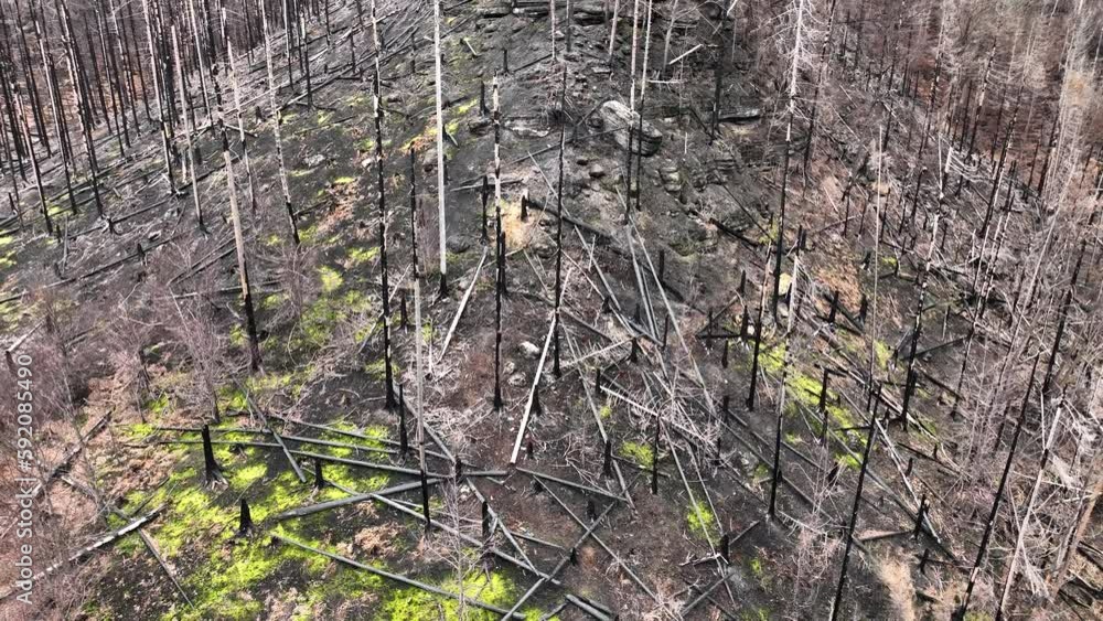 Forest fire after spruce drone aerial after flame Picea abies wild ...