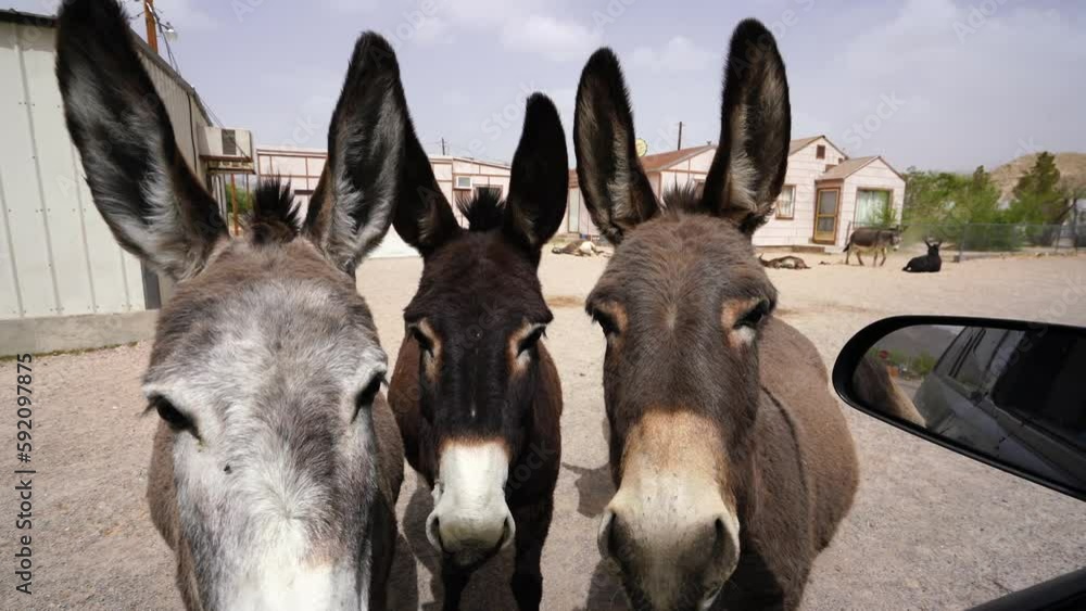 Wild burros come to a car and beg for a handout in Beatty Nevada. These ...