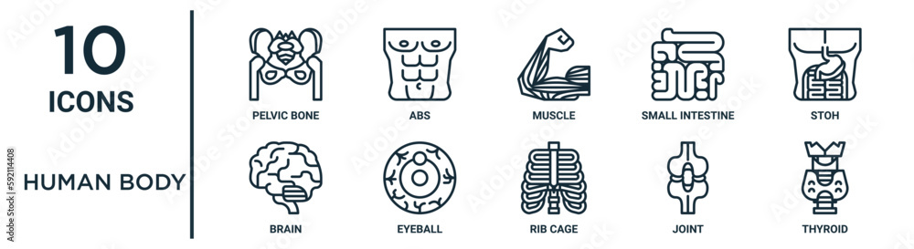 Vetor de human body outline icon set includes thin line pelvic bone ...