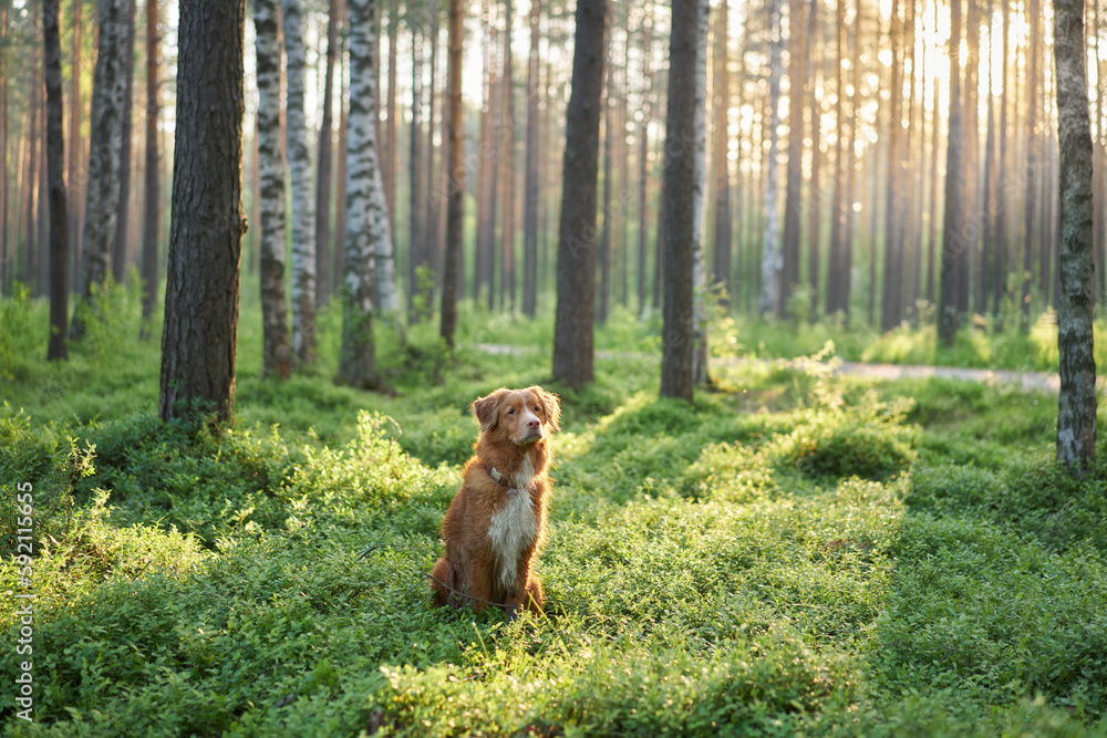 Dog in the forest in the sun. Walking with a pet. Red Nova Scotia Duck ...