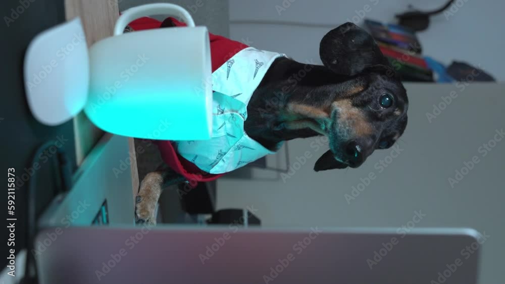 Strict elegant elderly dog sits down at the desktop carefully examines ...
