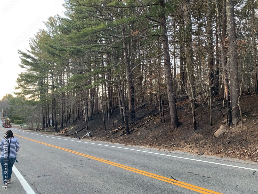 Fire Burned Roadside Tall Pine Trees on the Side of a Straight Road ...