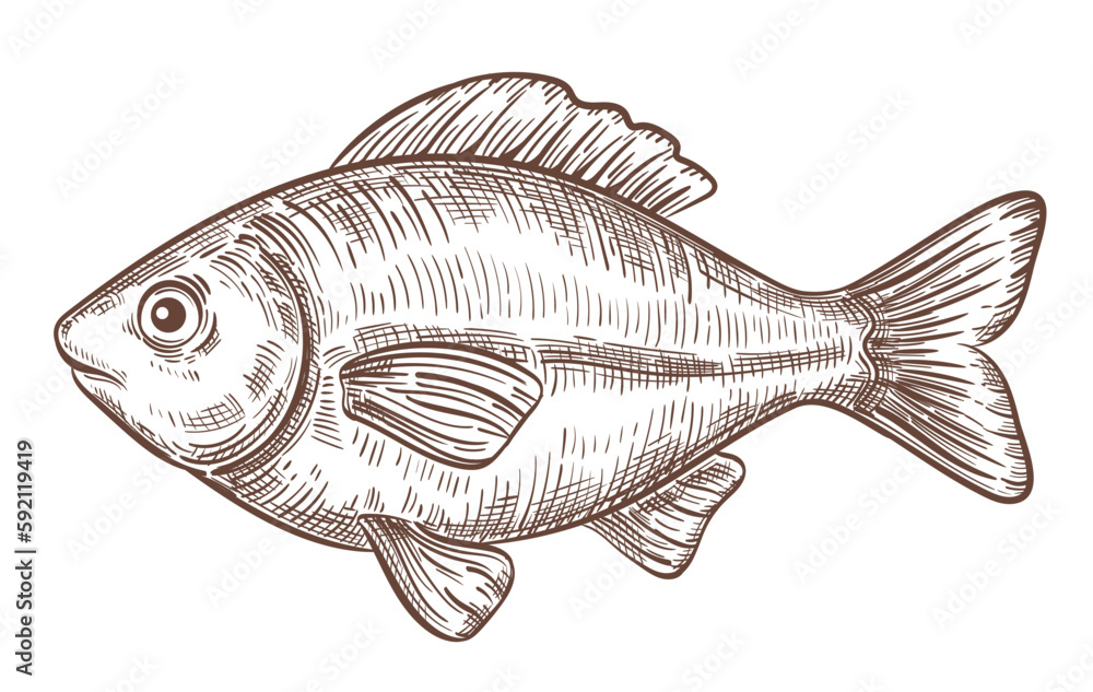 Crucian carp fish sea water animal, fresh seafood, fishing, river ... Crucian carp fish sea water animal, fresh seafood, fishing, river ...