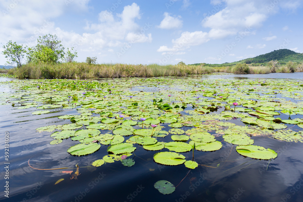 Foto de Wetlands natural nature reserves tropical wetland areas with ...