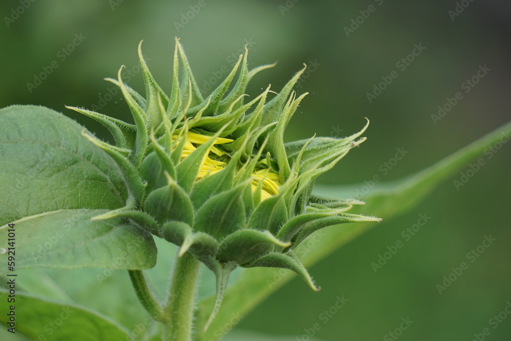 Sunflower (Also called Helianthus annuus, bunga matahari) on the tree ...