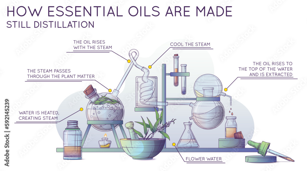 Technological production of essential oil and flower water. Infographic ...