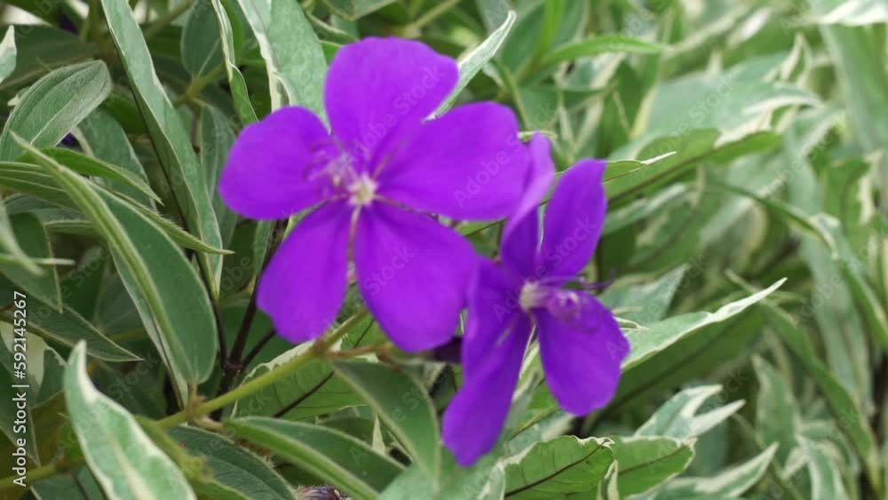 Tibouchina urvilleana (Also called glory bush, lasiandra, princess ...