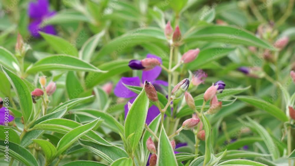 Tibouchina urvilleana (Also called glory bush, lasiandra, princess ...