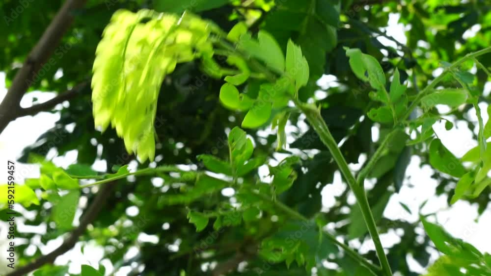 Monkey pod tree (Samanea saman, rain tree, giant thibet, inga saman ...