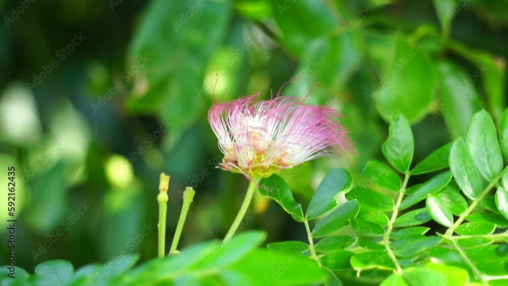 Vidéo Stock Monkey pod tree (Samanea saman, rain tree, giant thibet ...