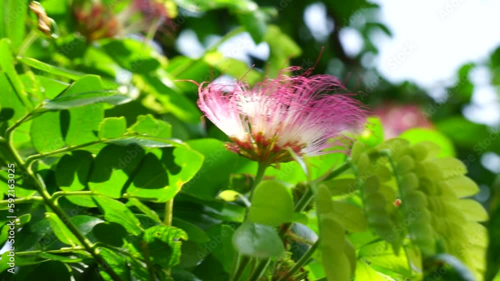Monkey pod tree (Samanea saman, rain tree, giant thibet, inga saman ...