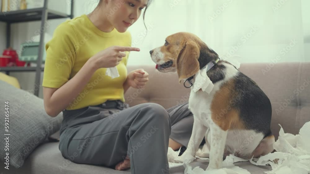 Angry woman wagging a finger and scolding her pug dog, punish a dog ...