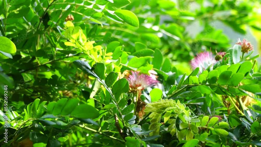 Monkey pod tree (Samanea saman, rain tree, giant thibet, inga saman ...