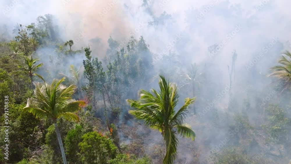 Smoking jungle fire, rainforest vanishing cause of global temperature ...