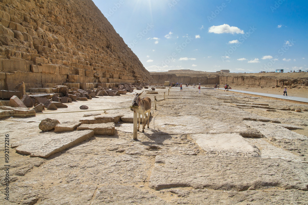 Poster Donkey under the Great Pyramid in Giza, Egypt – Wall Art | UkPosters