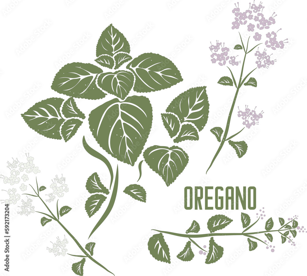 Oregano stem with leafs in vector silhouette. Origanum vulgare ...