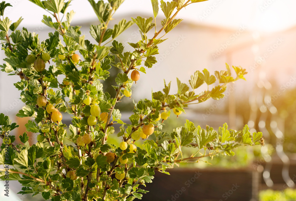 Gooseberry Fruits on Gooseberry Bush in Garden. Fresh Yellow Ripe ...