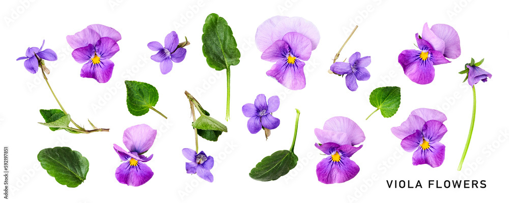 Viola pansy flower. Beautiful spring flowers and leaves set. PNG ...